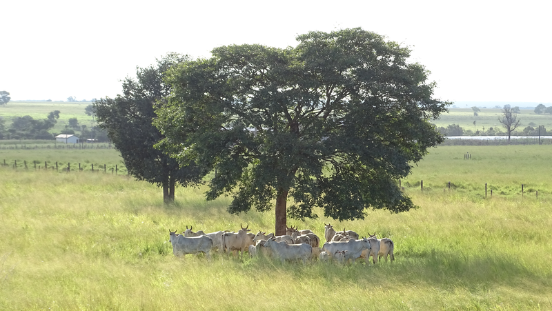 JBS launches service hub to increase small producers' productivity